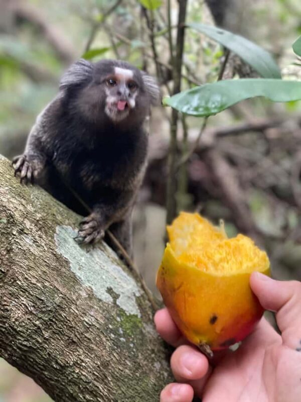 Day tour of Rio de Janeiro with drone footage