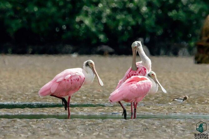 Full Day Private Churute Mangroves Reserve and Cocoa Farm Tour