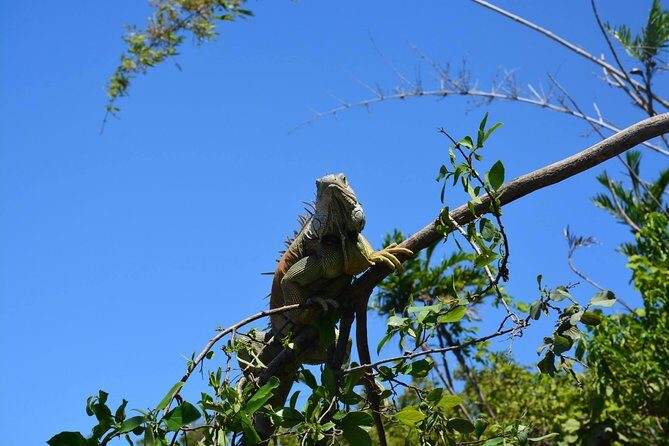 Palo Verde Wildlife Tour From Playa Hermosa Coco Beach