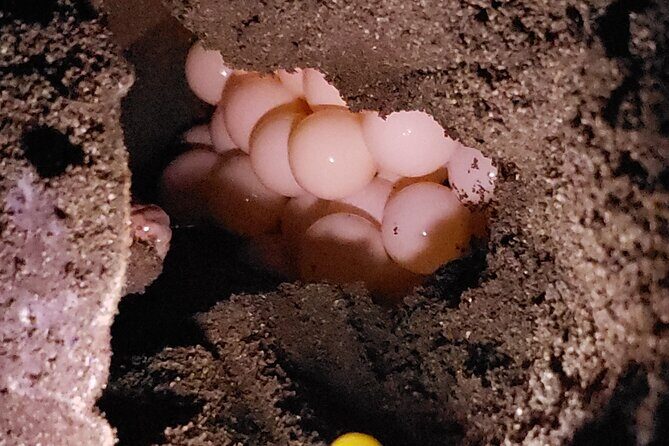 The Majestic Green Turtle Nesting Tour