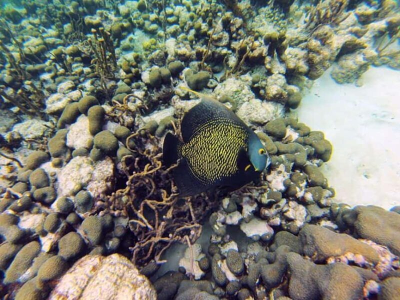 Tobago: Coral Reef Boat Tour with BBQ and Transfer