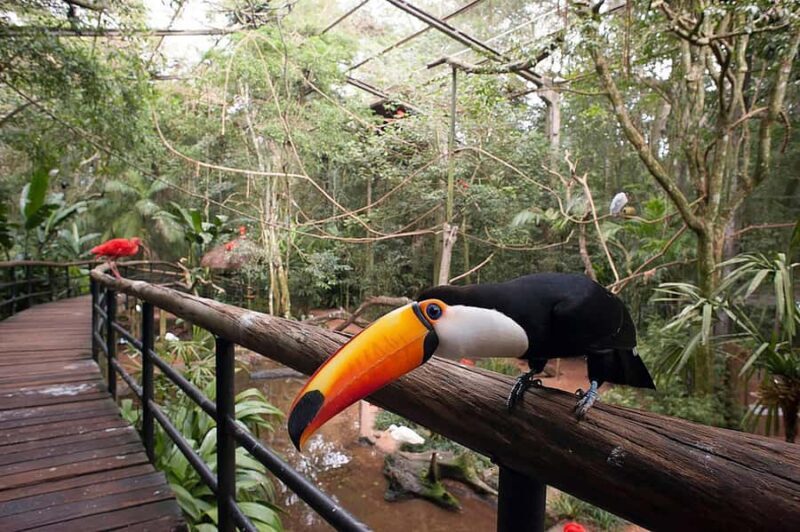 Wild Adventure: Explore the Enchanting Bird Park! (VIP)