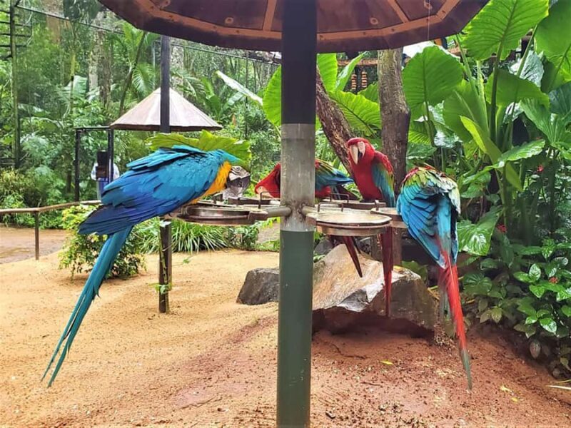 Wild Adventure: Explore the Enchanting Bird Park! (VIP)
